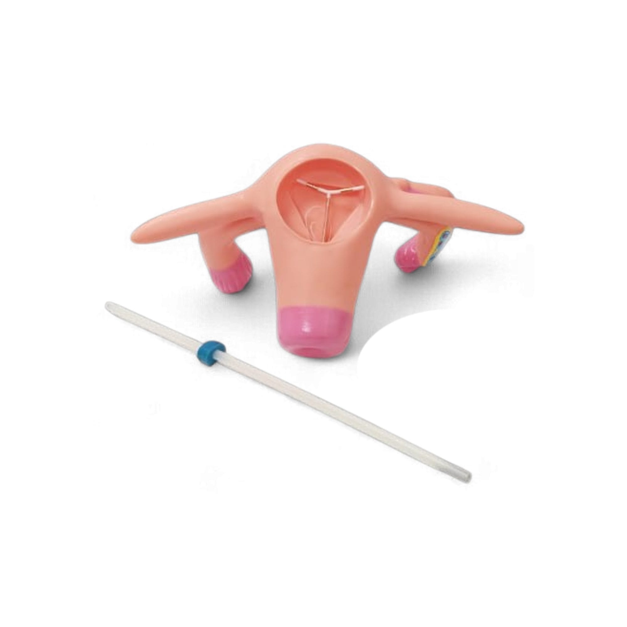 Modelo Anatómico de la Vulva - Vision Salud S.A.S.