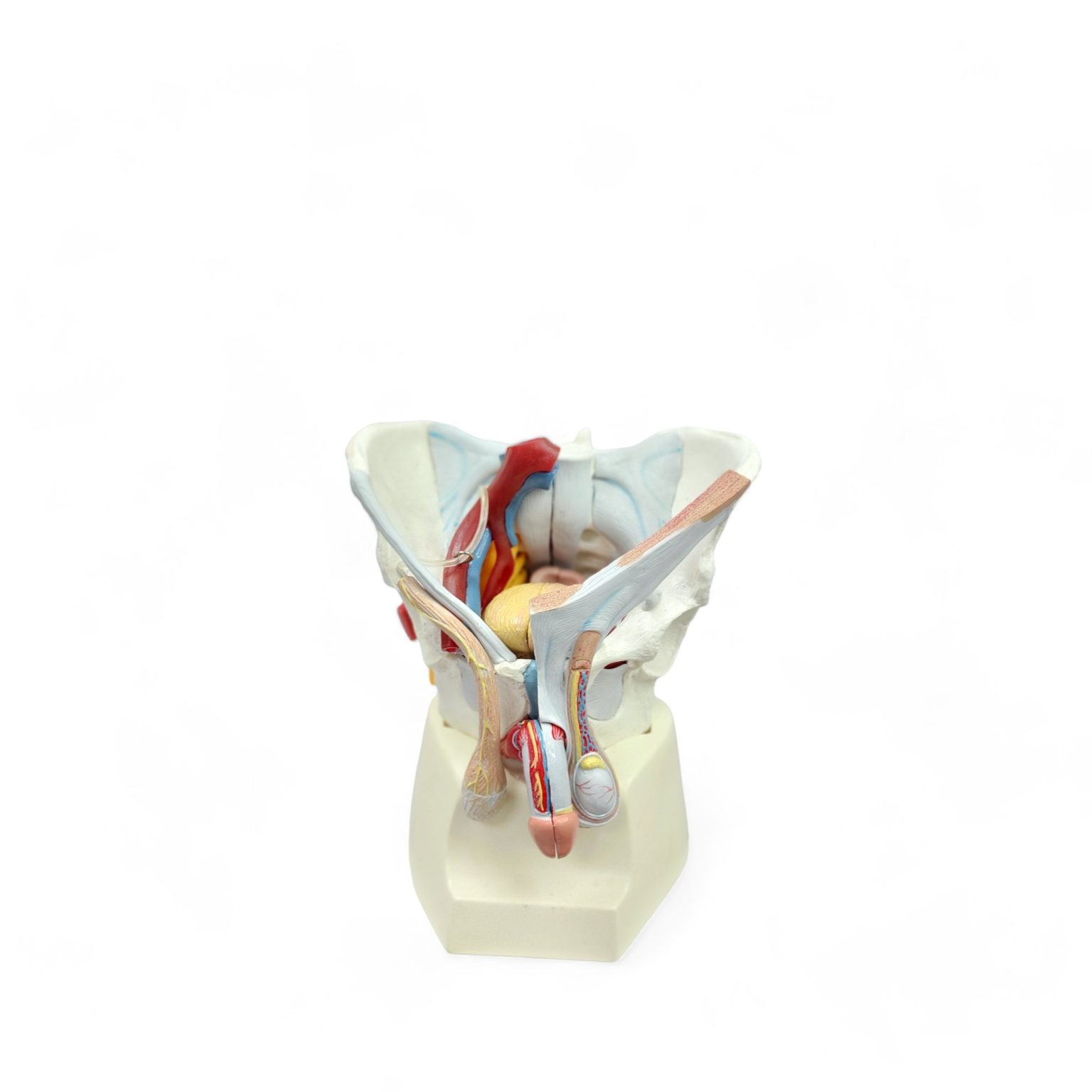 Modelo Anatómico de Pelvis Masculina con Ligamentos, Músculos y Órganos ...