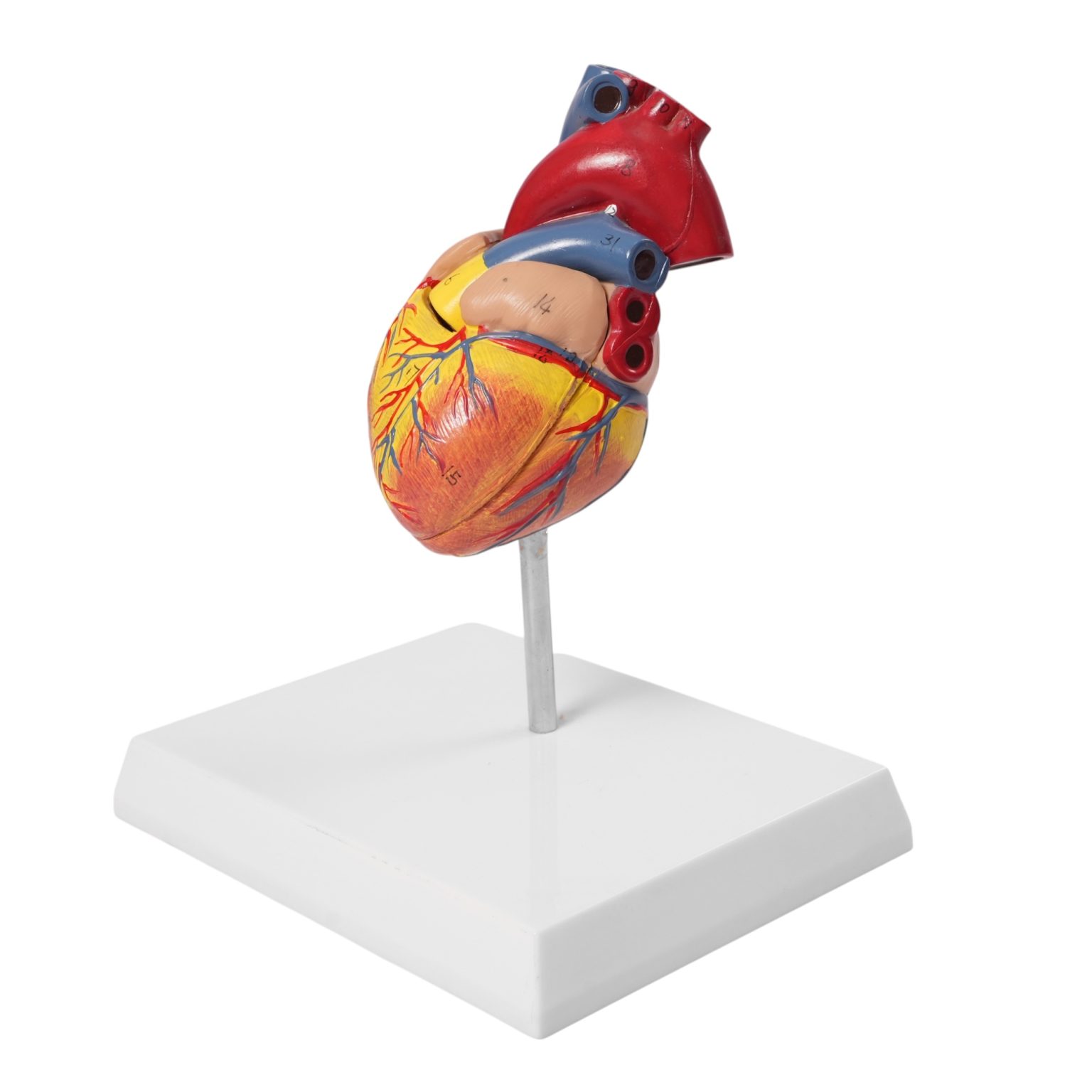 Modelo Anatómico del Corazón Humano Seccionado - Vision Salud S.A.S.